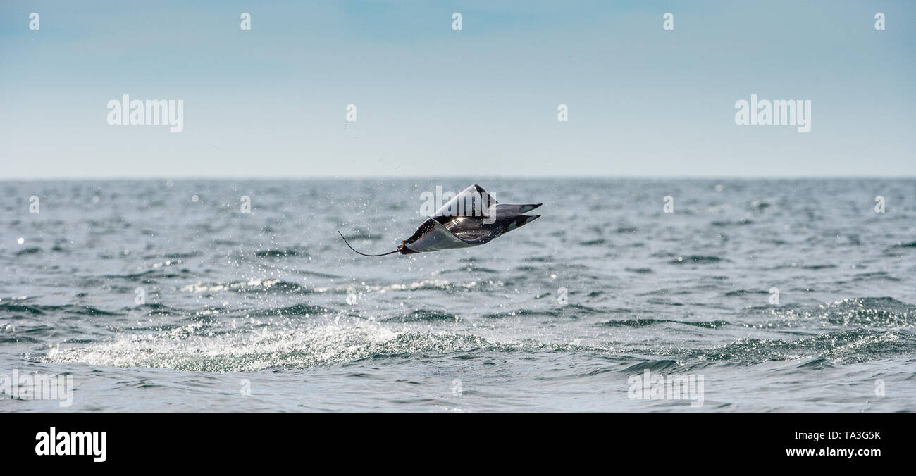 Mobula ray jumping out of the water. Mobula munkiana, known as the ...