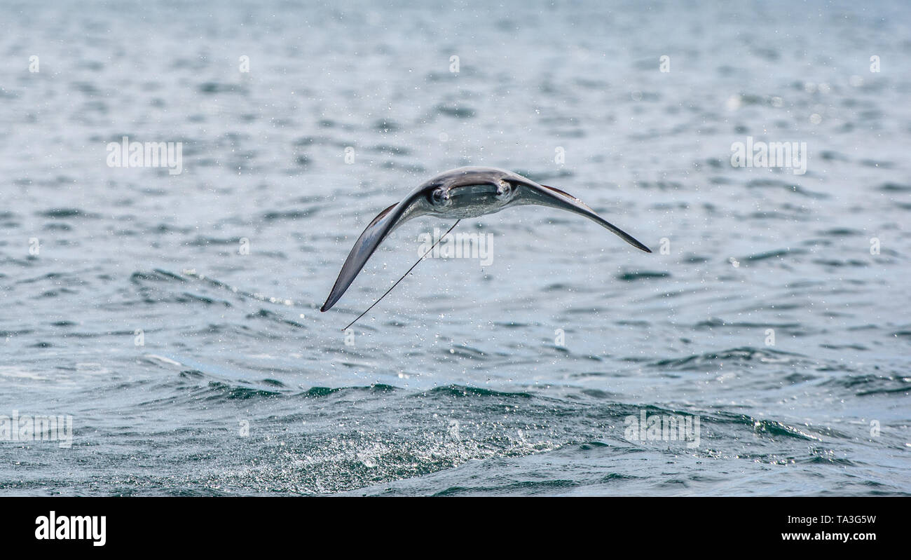 Mobula ray jumping out of the water. Front view. Mobula munkiana, known ...