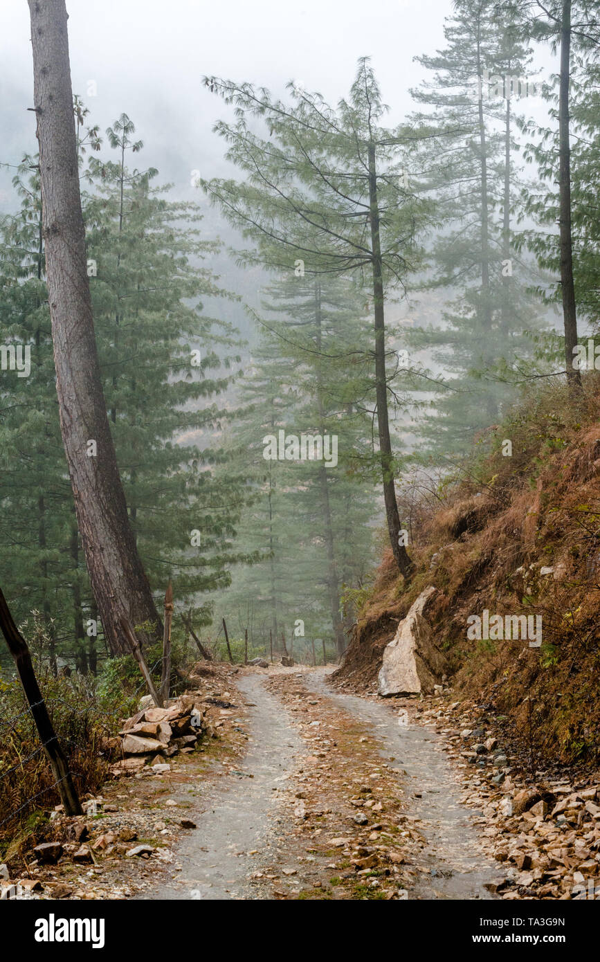 High altitude road in Himalayas surrounded by deodar tree - India Stock ...