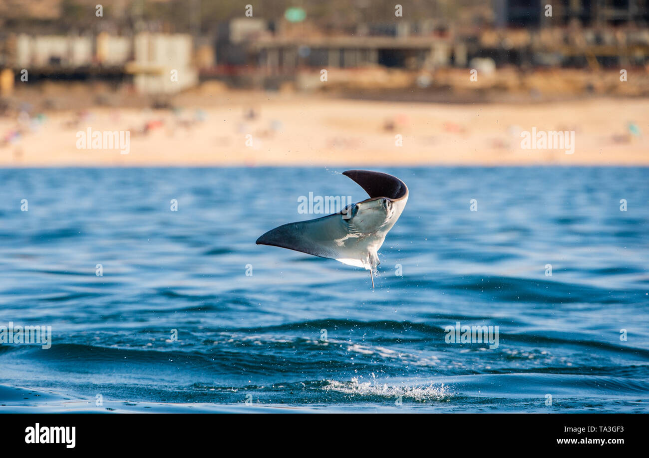 Mobula ray jumping out of the water. Front view. Mobula munkiana, known ...