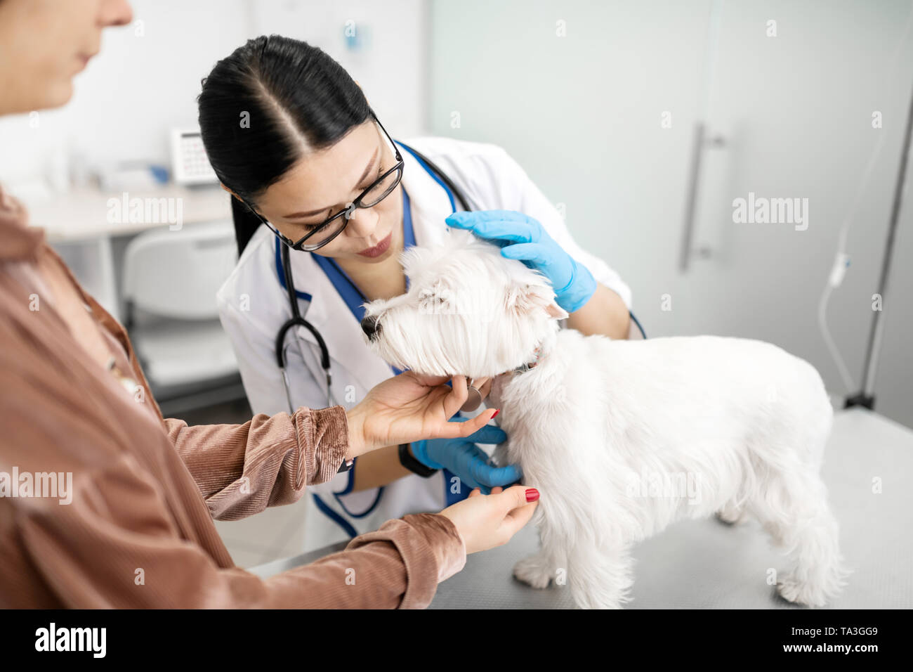 Woman vet bringing dog hi-res stock photography and images - Alamy