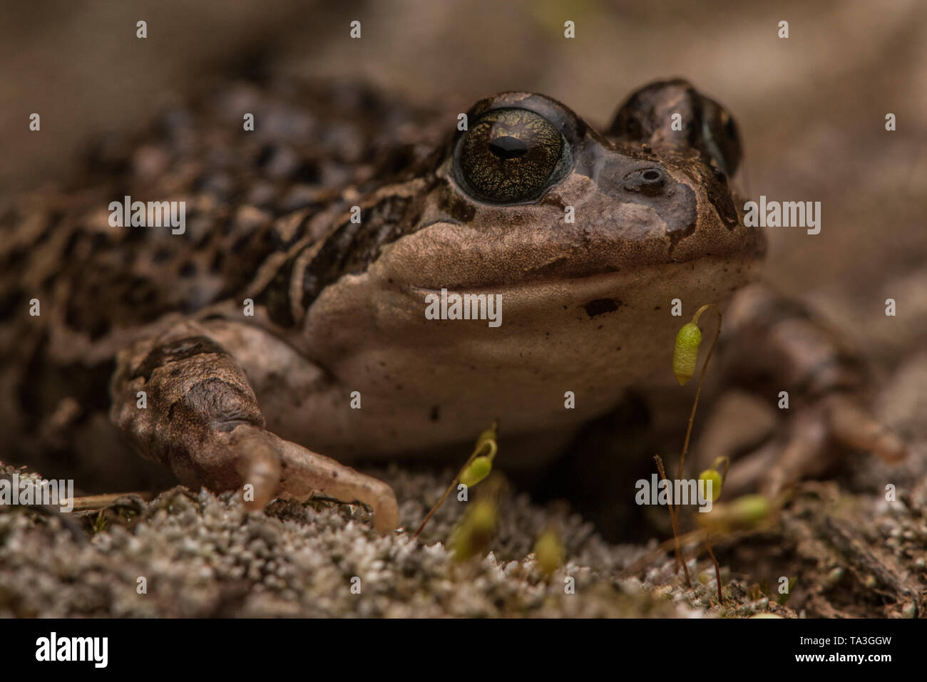 Marbled four eyed frog hi-res stock photography and images - Alamy