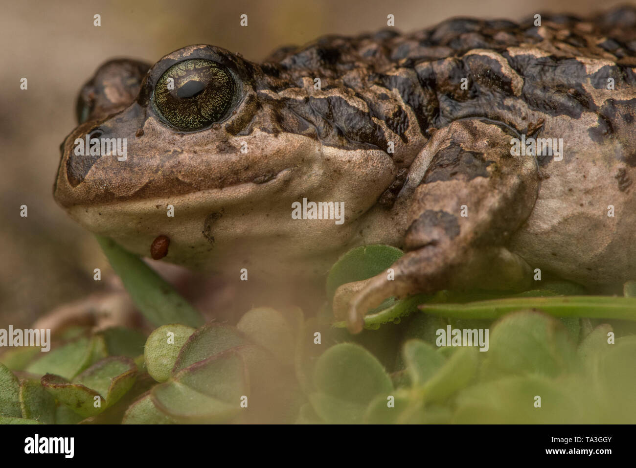 Marbled four eyed frog hi-res stock photography and images - Alamy
