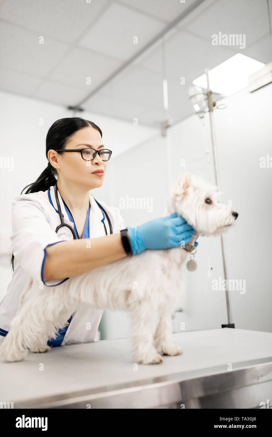 Vet wearing white coat and blue gloves examining white dog Stock Photo ...