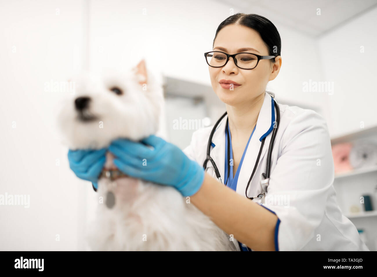 Wall eyed dog hi-res stock photography and images - Alamy