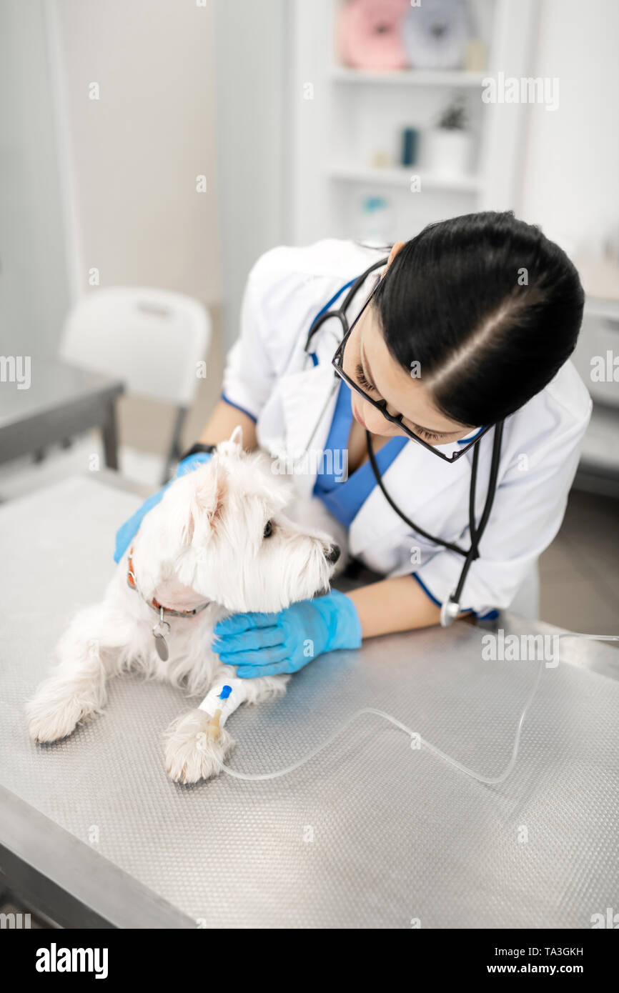Dark-haired vet taking care of dog having vitamin drip Stock Photo - Alamy