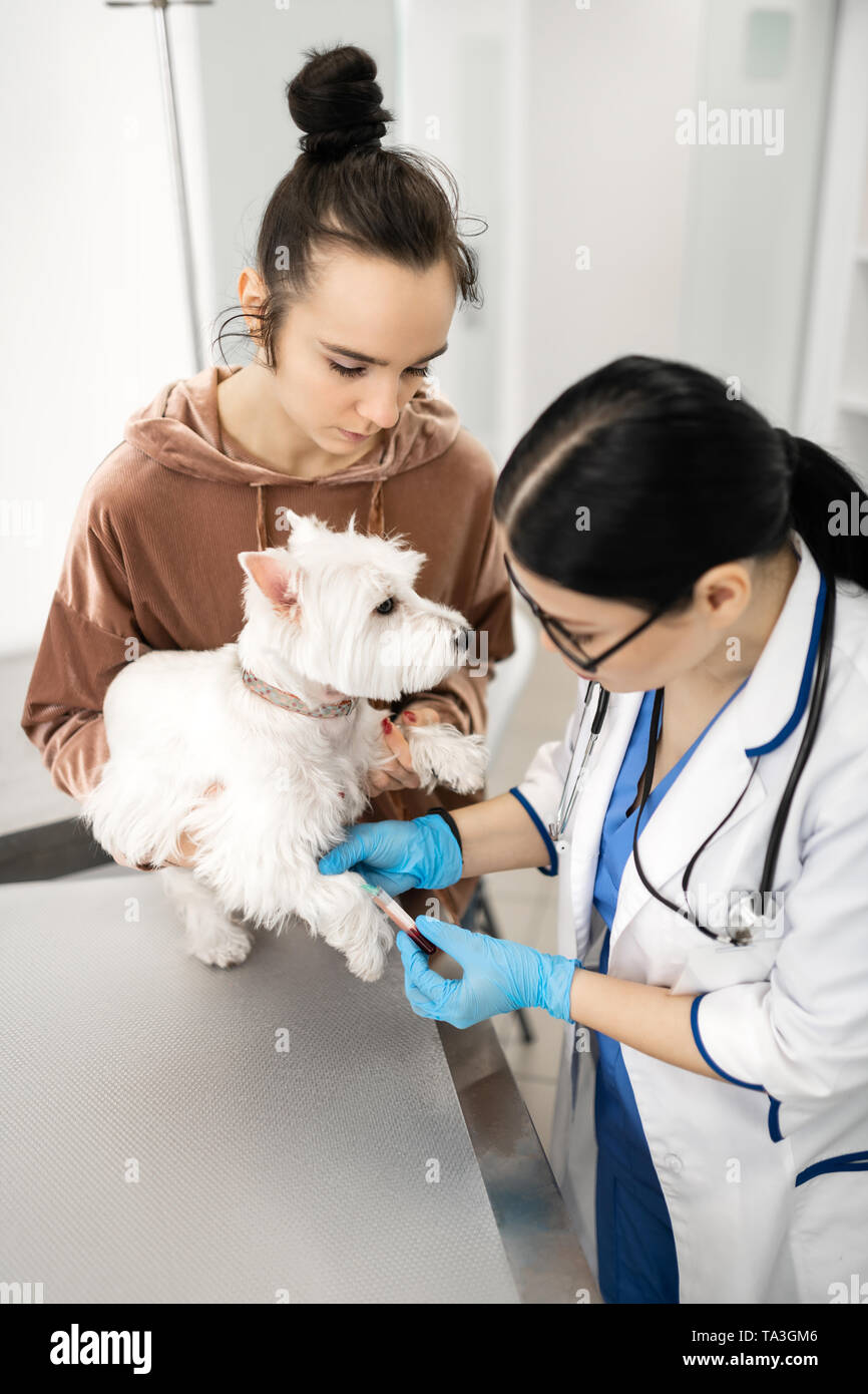 Vet dog sample hi-res stock photography and images - Alamy