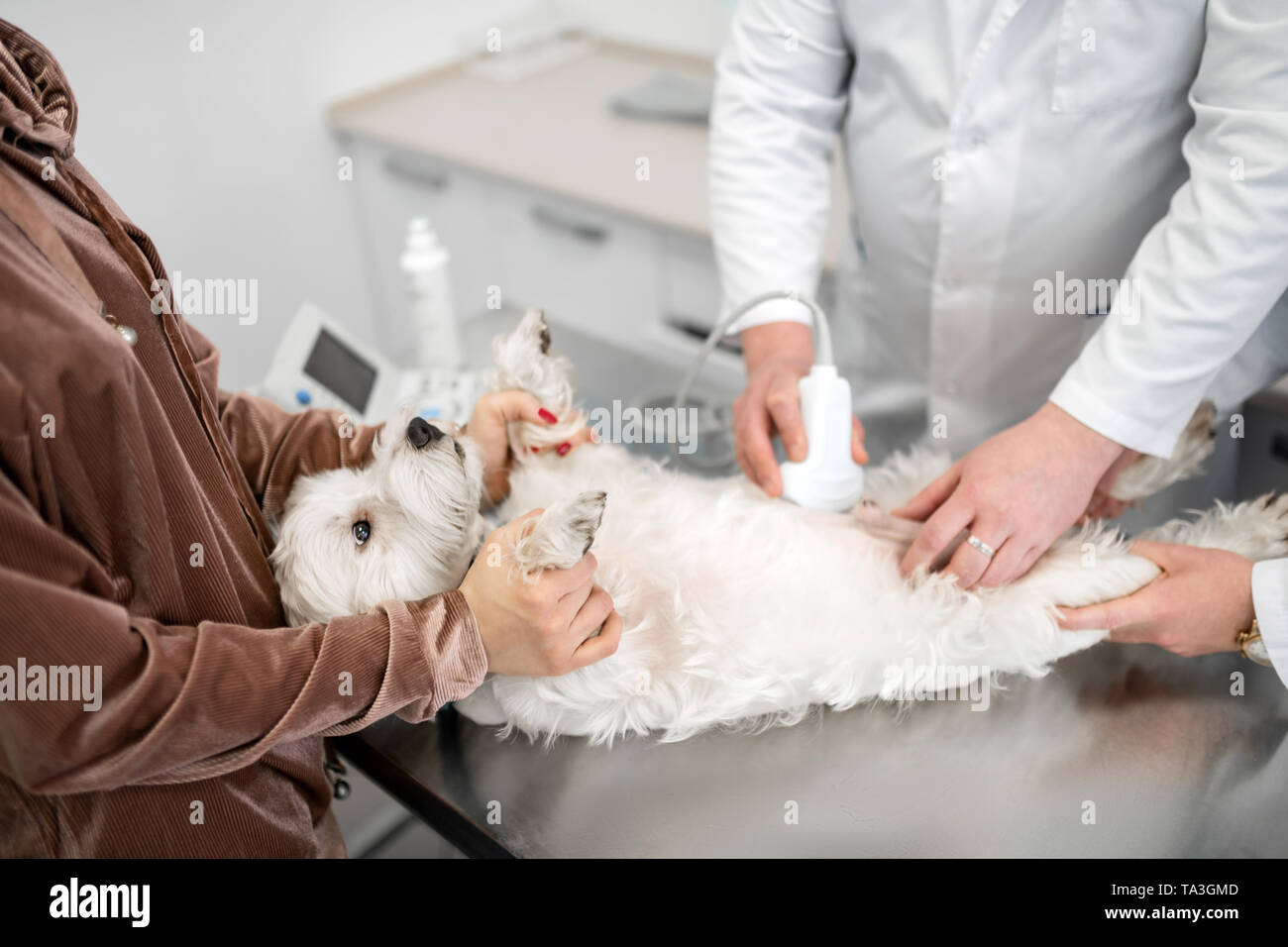 Animals Making Love High Resolution Stock Photography and Images - Alamy