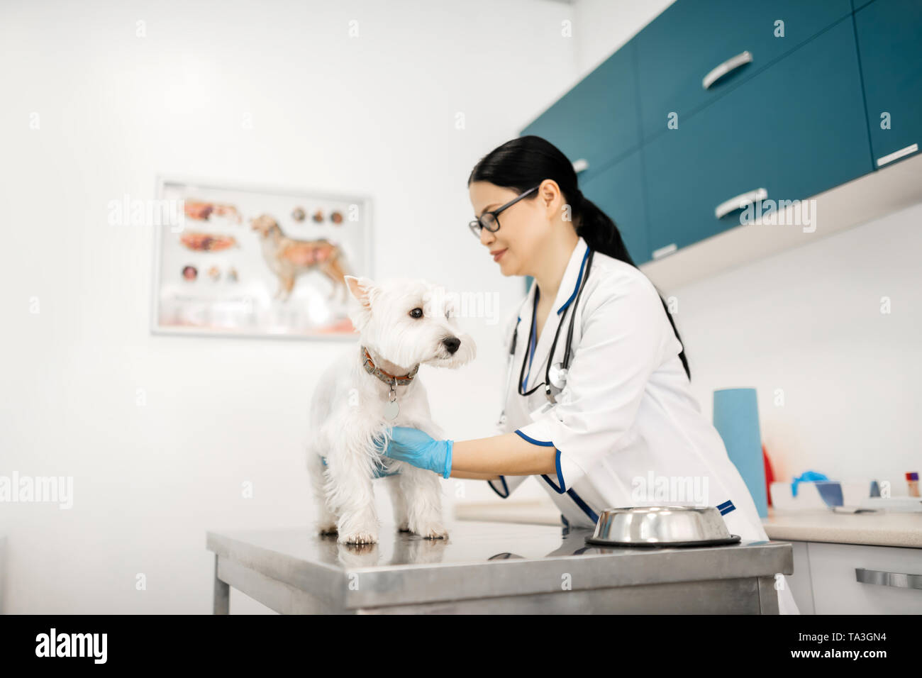 Dark-haired vet wearing white coat taking care of white dog Stock Photo ...