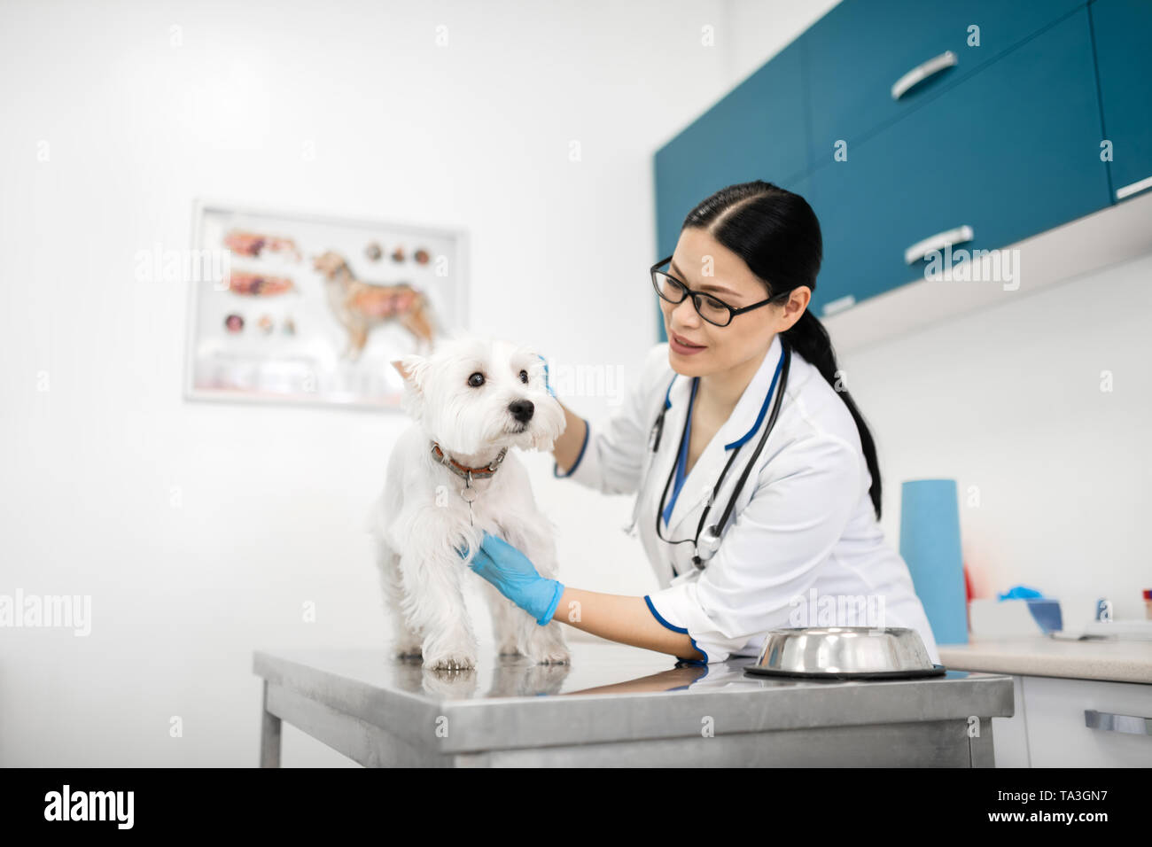 Loving pet feeling good after examination of cute white dog Stock Photo ...