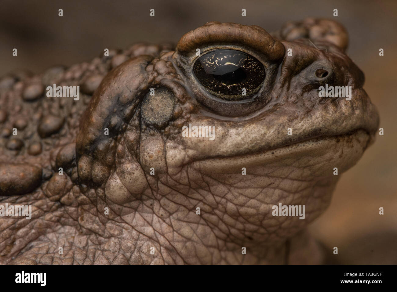Eye level toad hi-res stock photography and images - Alamy