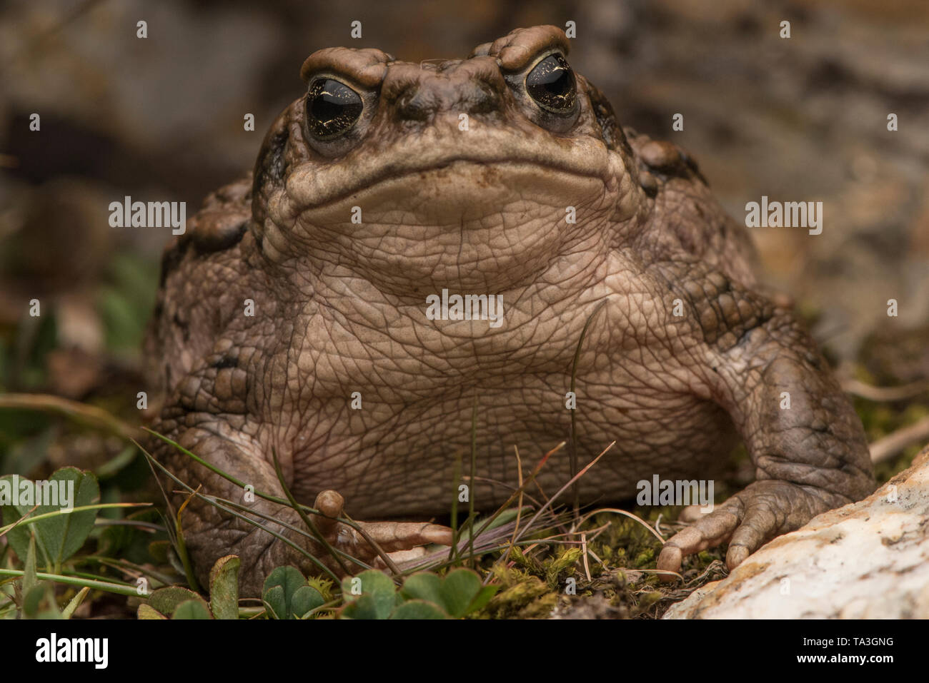 Close up toad hi-res stock photography and images - Alamy