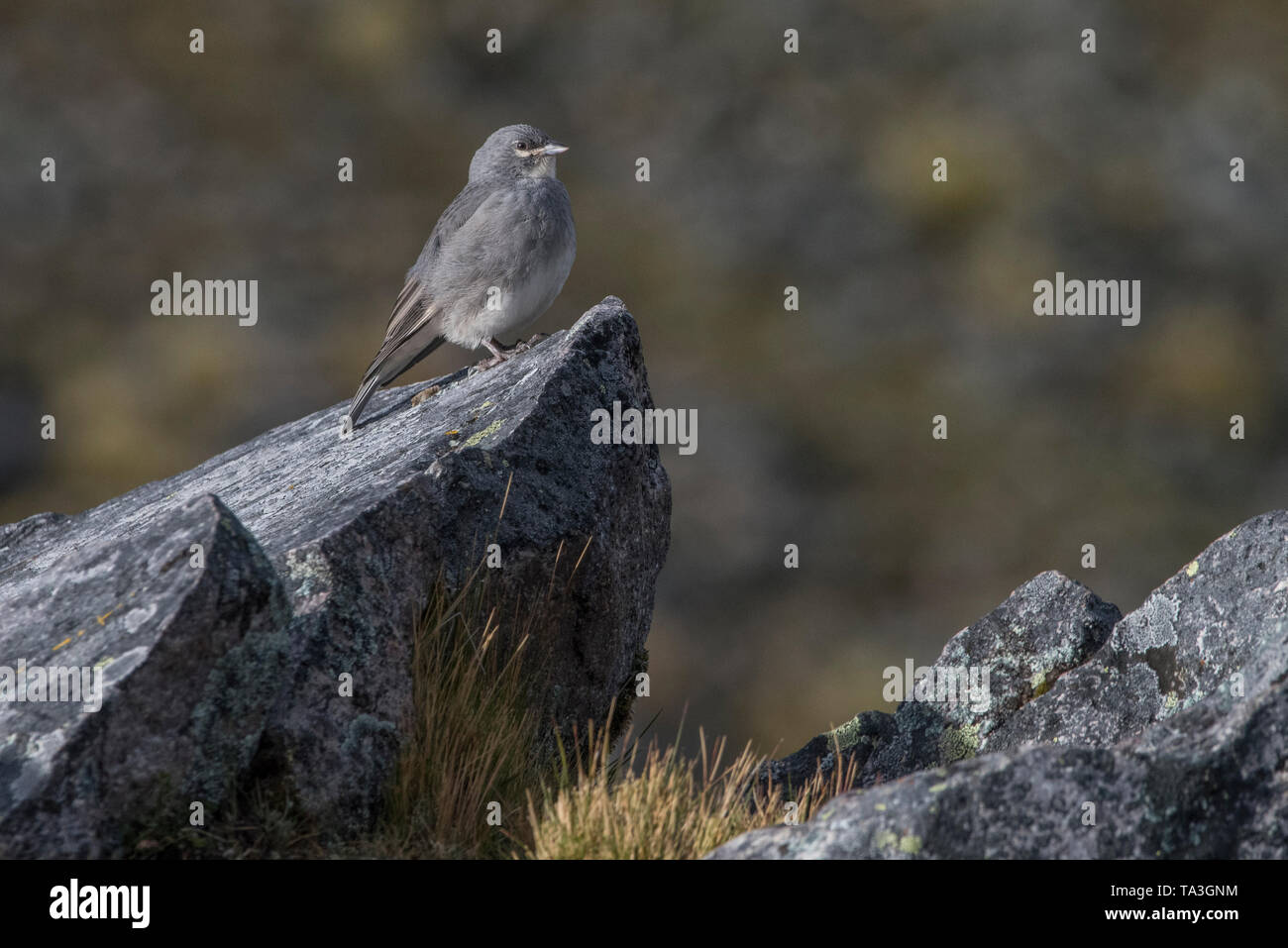 A white winged diuca finch or glacier bird (Diuca speculifera) is one ...