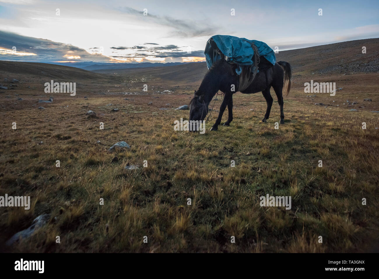 High in the Andean puna (Grassland) horses are the most efficient way ...