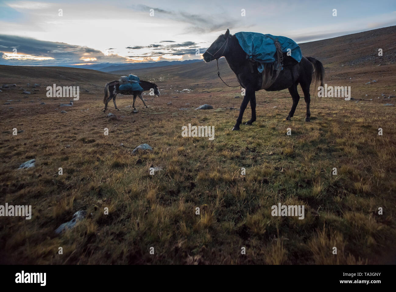 High in the Andean puna (Grassland) horses are the most efficient way ...