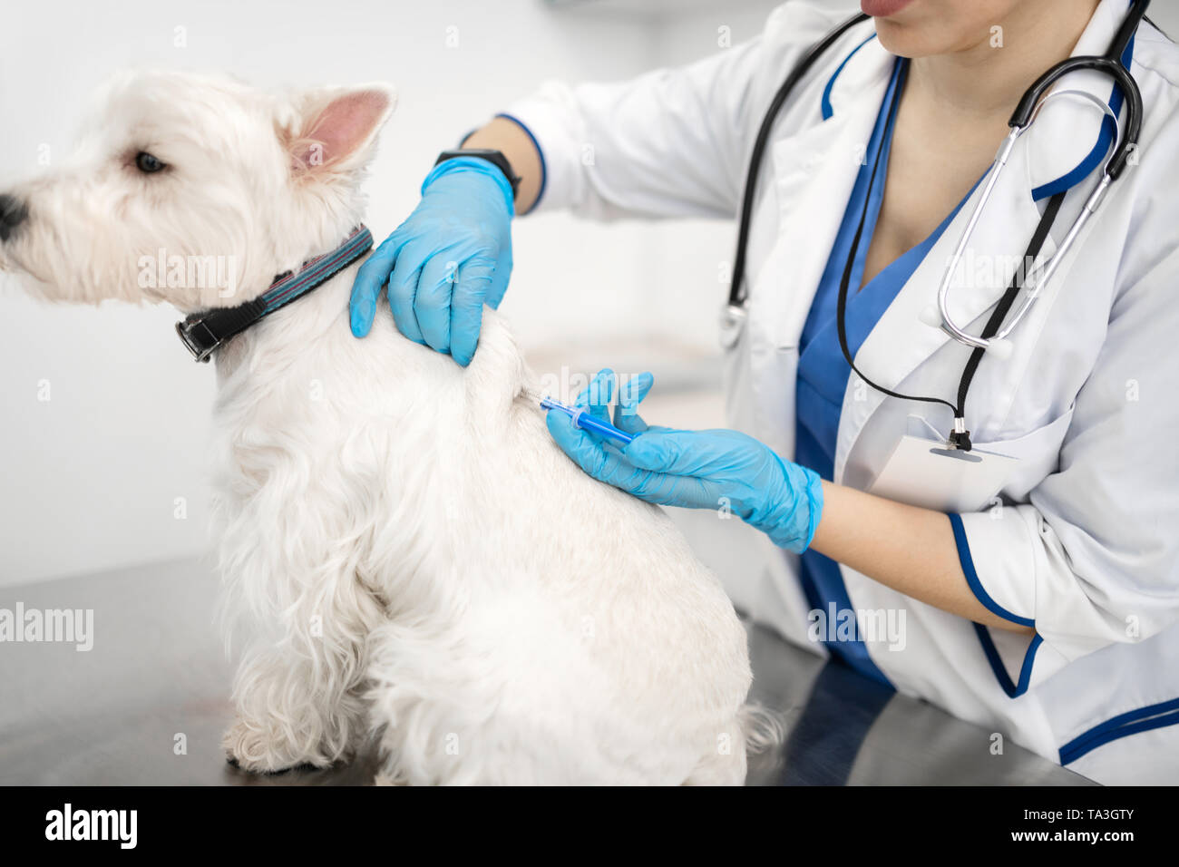 Vet wearing stethoscope on neck making injection for dog Stock Photo ...