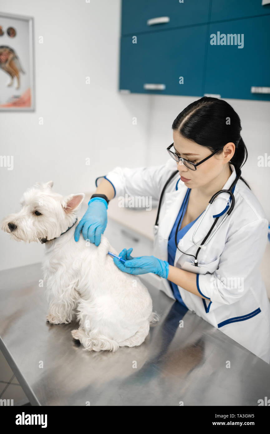 Veterinarian in gloves carefully making the injection for white dog ...