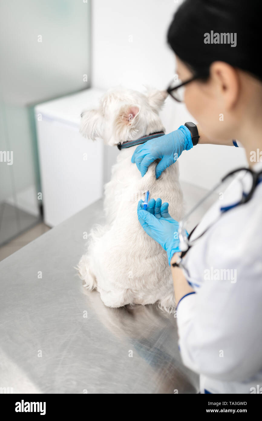 Female vet wearing blue gloves making injection for dog Stock Photo - Alamy
