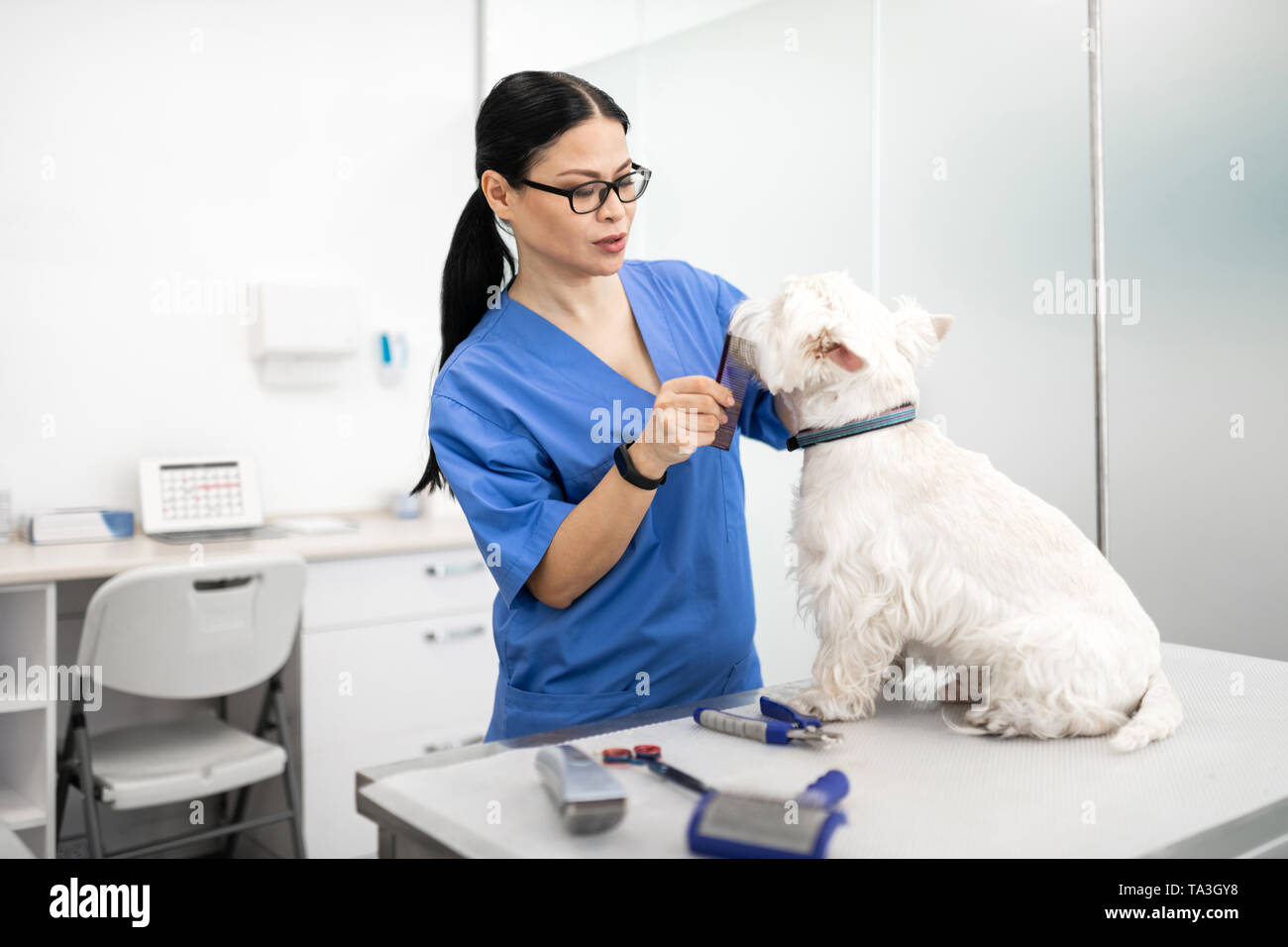 Caring vet talking to white dog while grooming it Stock Photo - Alamy