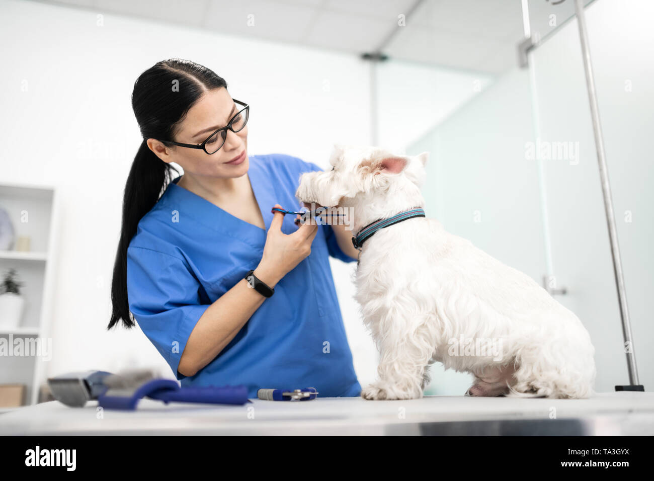 Vet with ponytail cutting some hair for little white dog Stock Photo ...