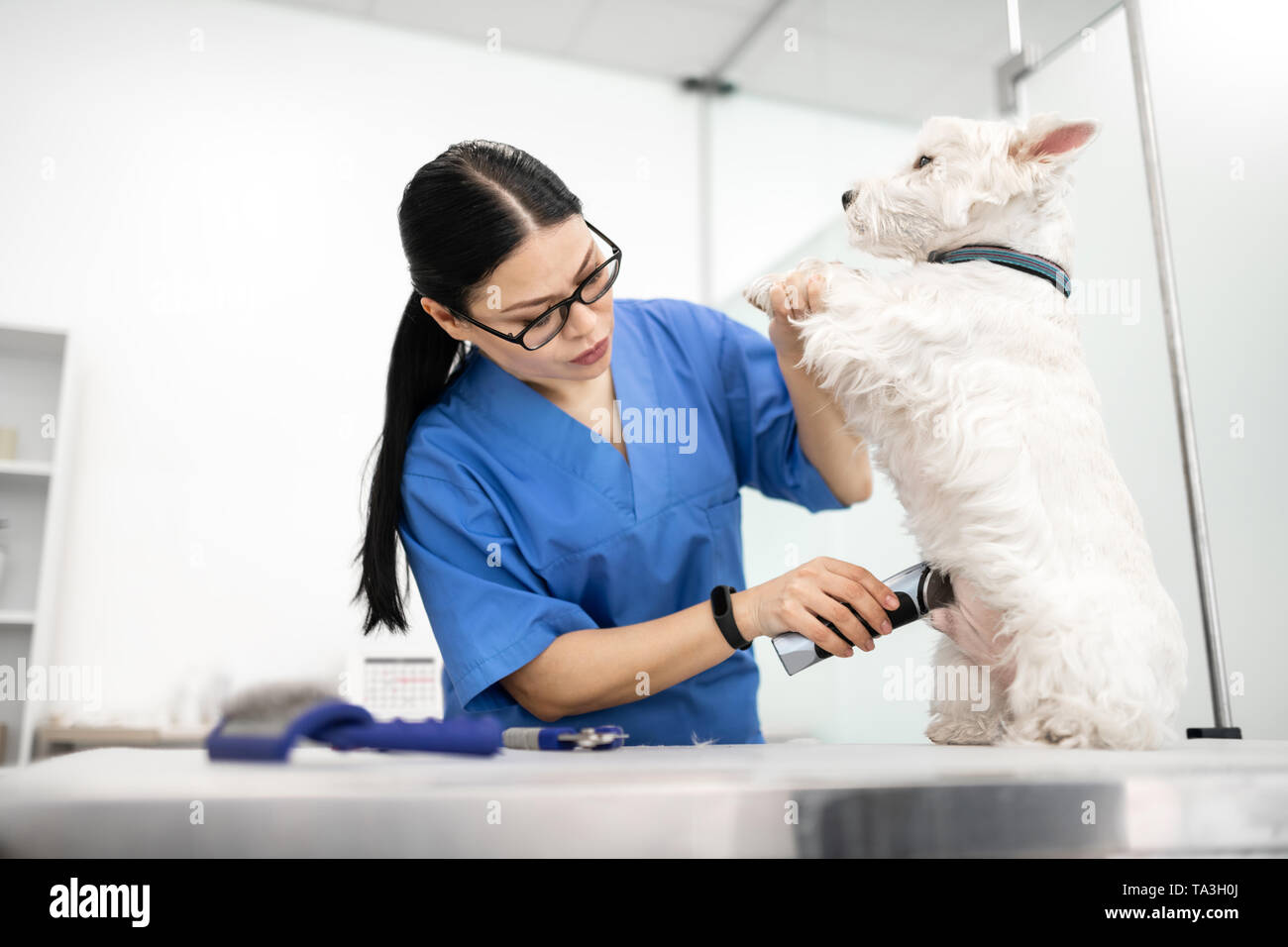 Vet shaving dog hi-res stock photography and images - Alamy