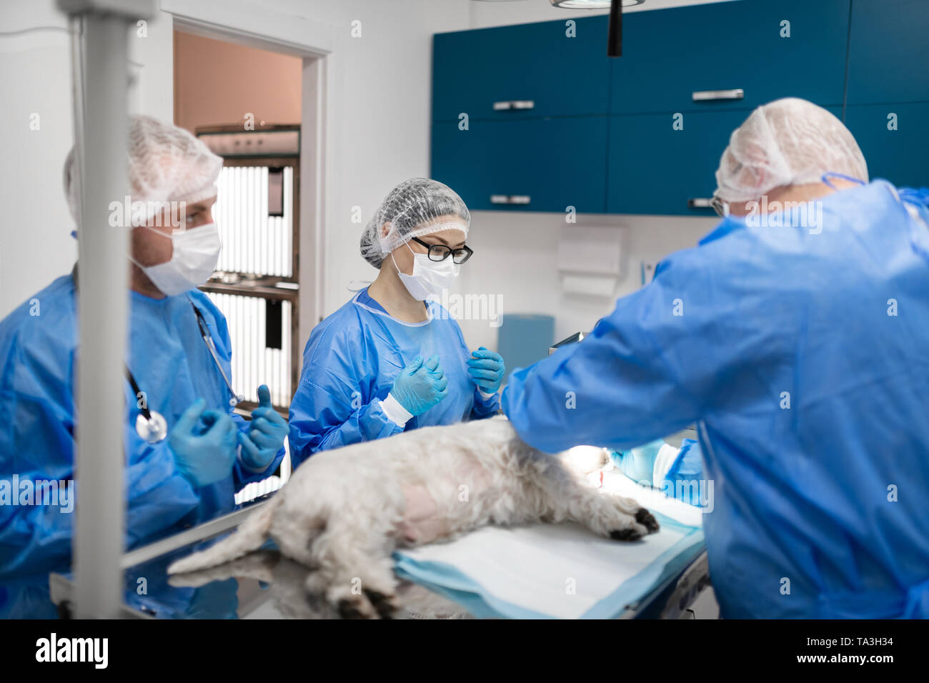 Three vet dentists feeling responsible while operating little dog Stock ...