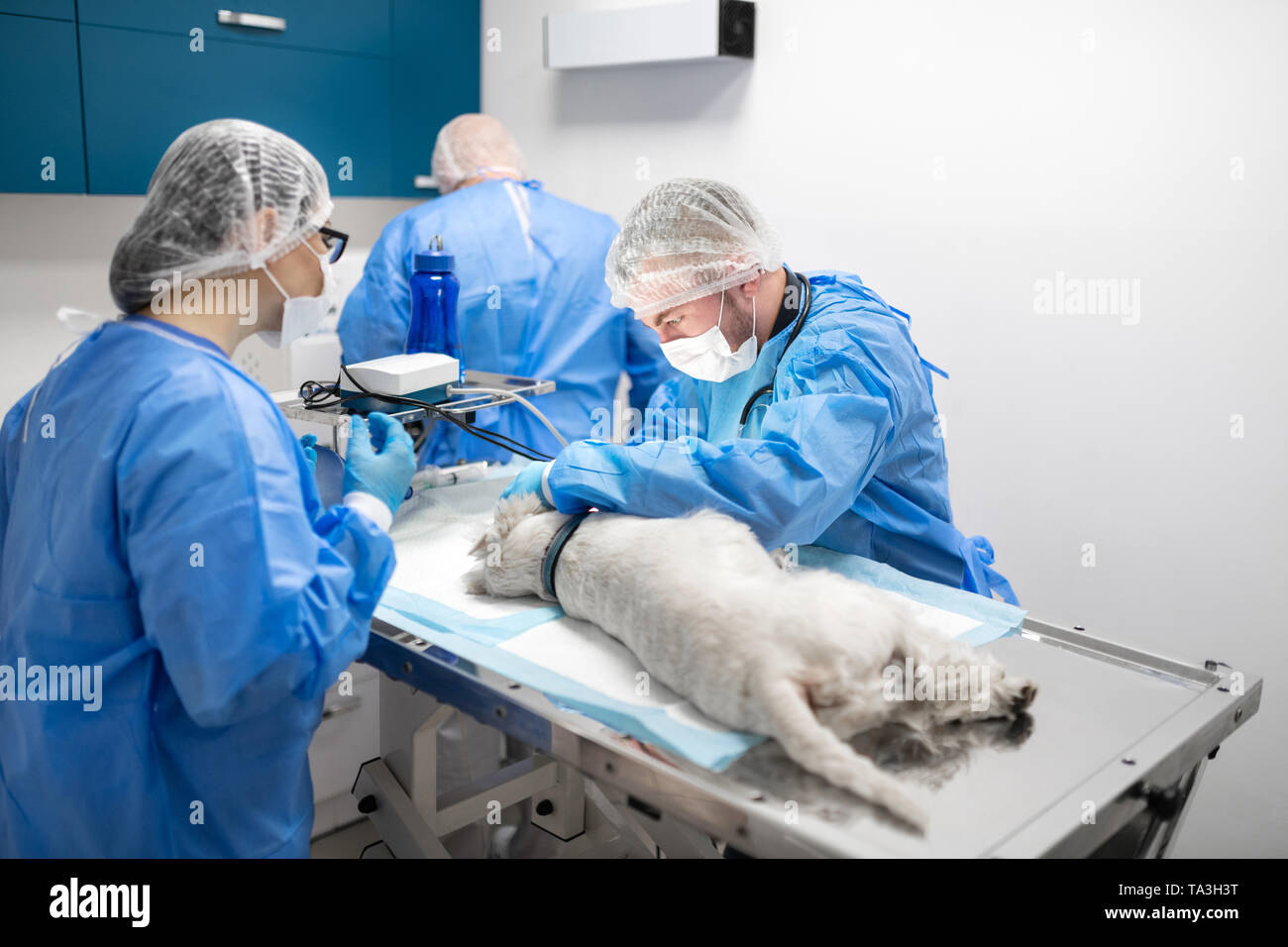 Three vet dentists feeling busy while operating white dog Stock Photo ...