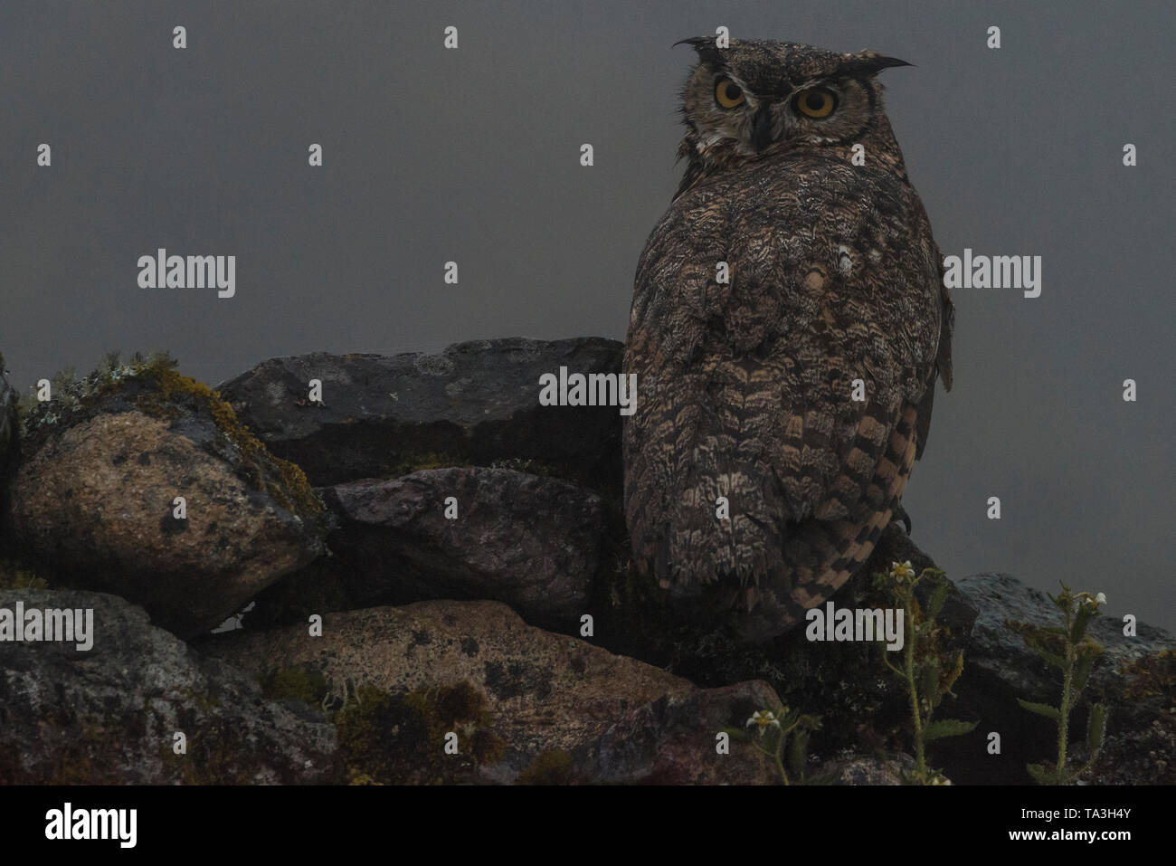 The lesser or Magellanic horned owl (Bubo magellanicus) which is ...