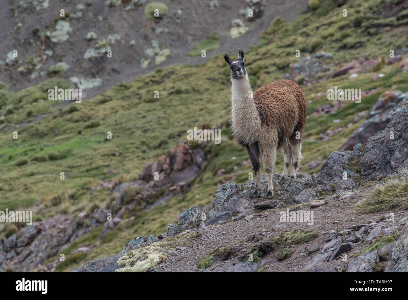 Llama wool hi-res stock photography and images - Alamy