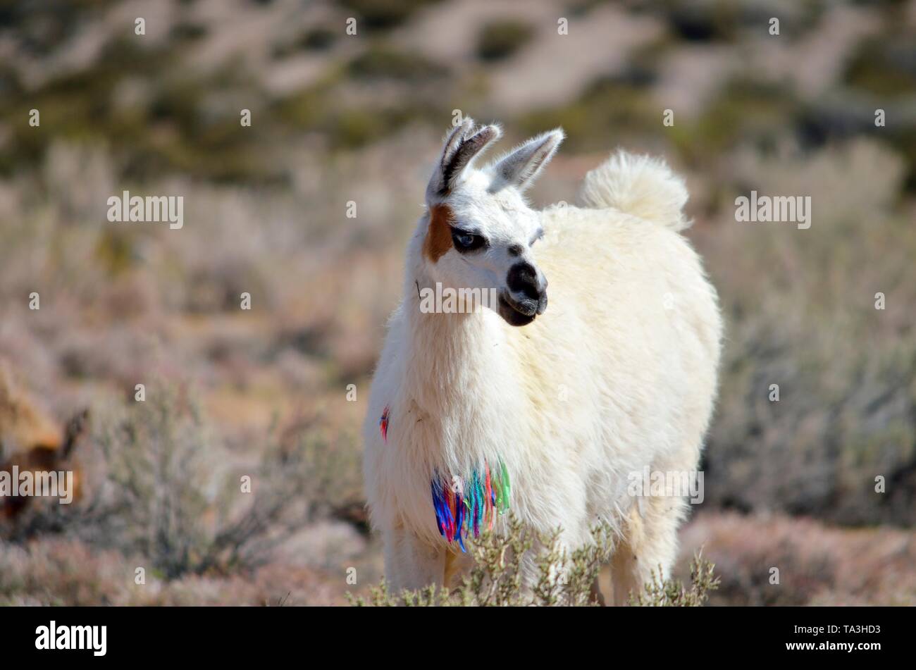 Lama Glama, LLama, Chile, Atacama Desert Stock Photo - Alamy