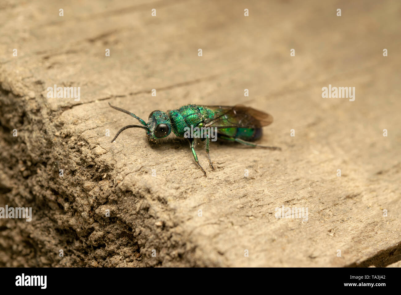 Chrysidoidea hi-res stock photography and images - Alamy