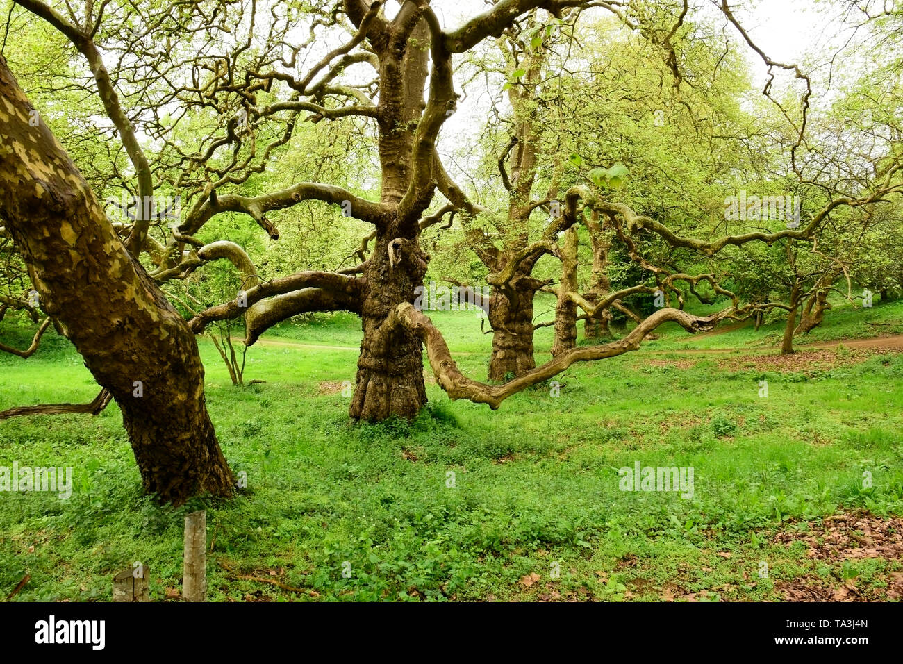 Historic Trees