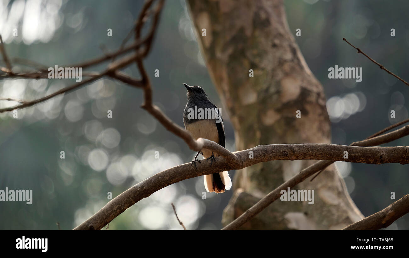 Robin magpie is national bird of bangladesh hi-res stock photography ...
