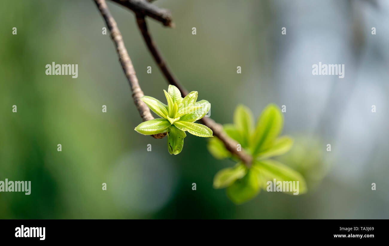 Newly sprouted leaf hi-res stock photography and images - Alamy