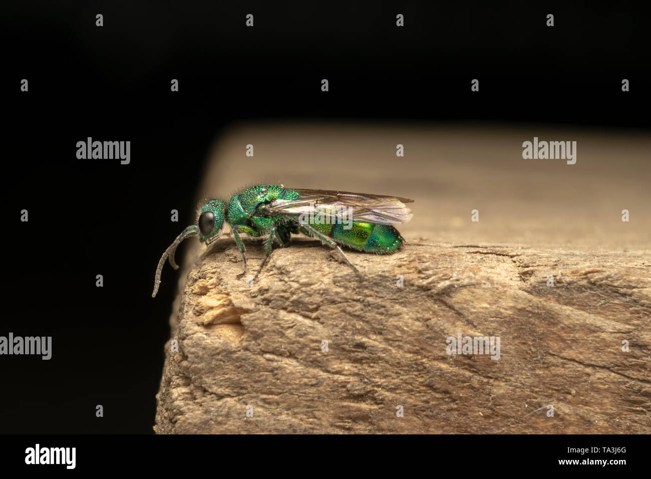 Chrysidoidea hi-res stock photography and images - Alamy