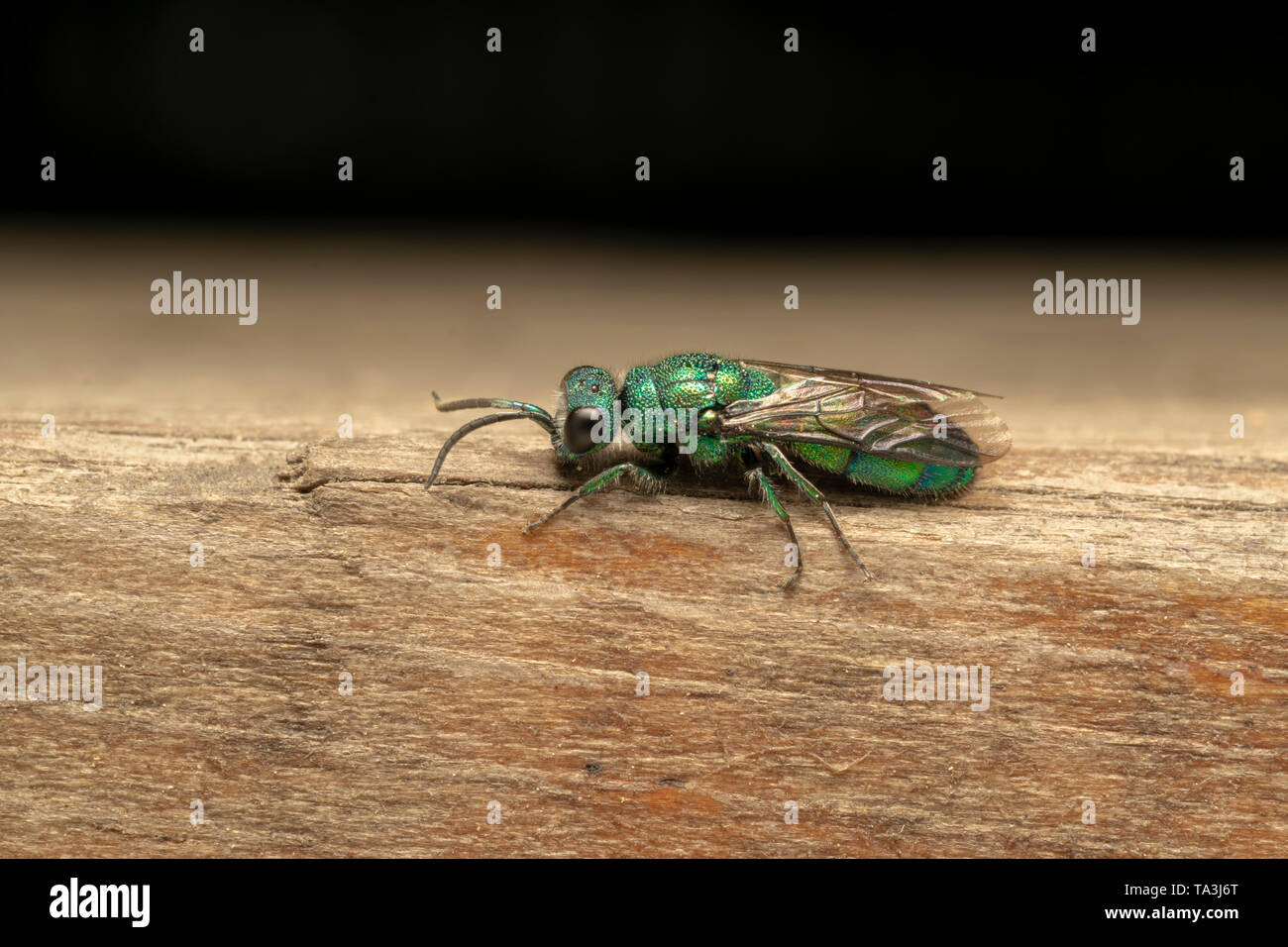 Cuckoo wasp or emerald wasp (Chrysididae) on the wooden board Stock ...