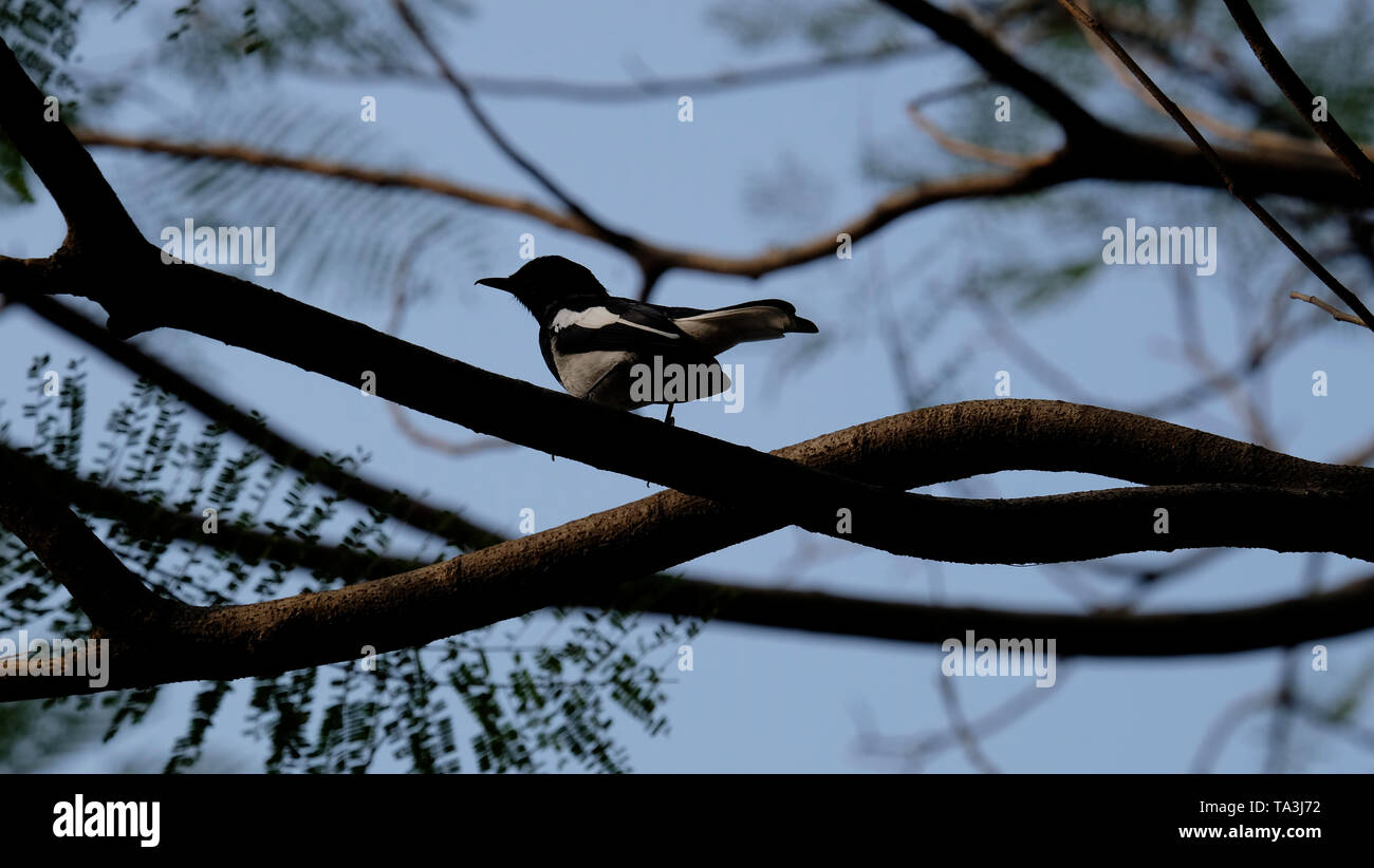 National bird of bangladesh hi-res stock photography and images - Alamy