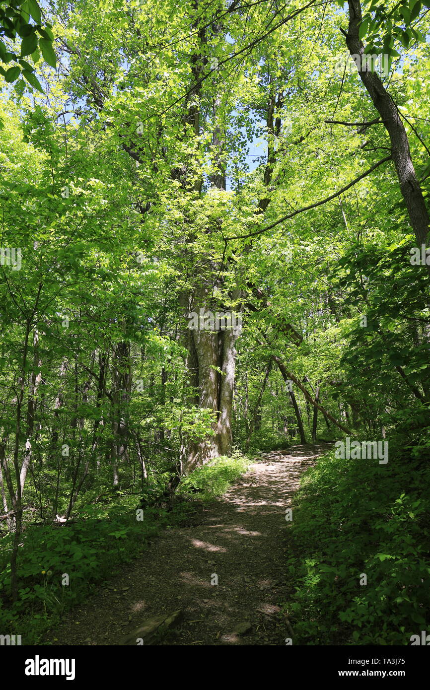 Hiking trail through a deciduous forest in the Appalachian Mountains ...