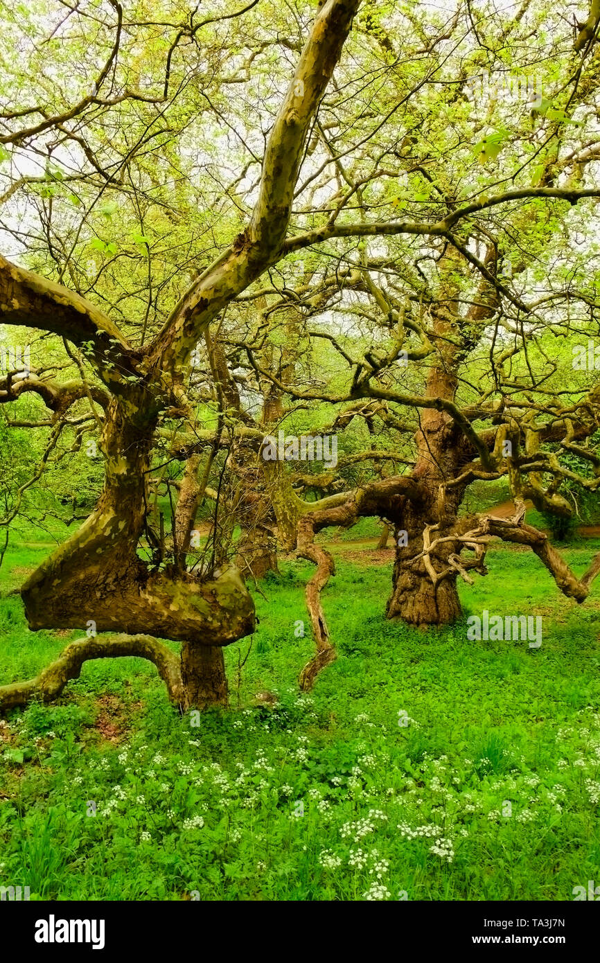 Historic Trees
