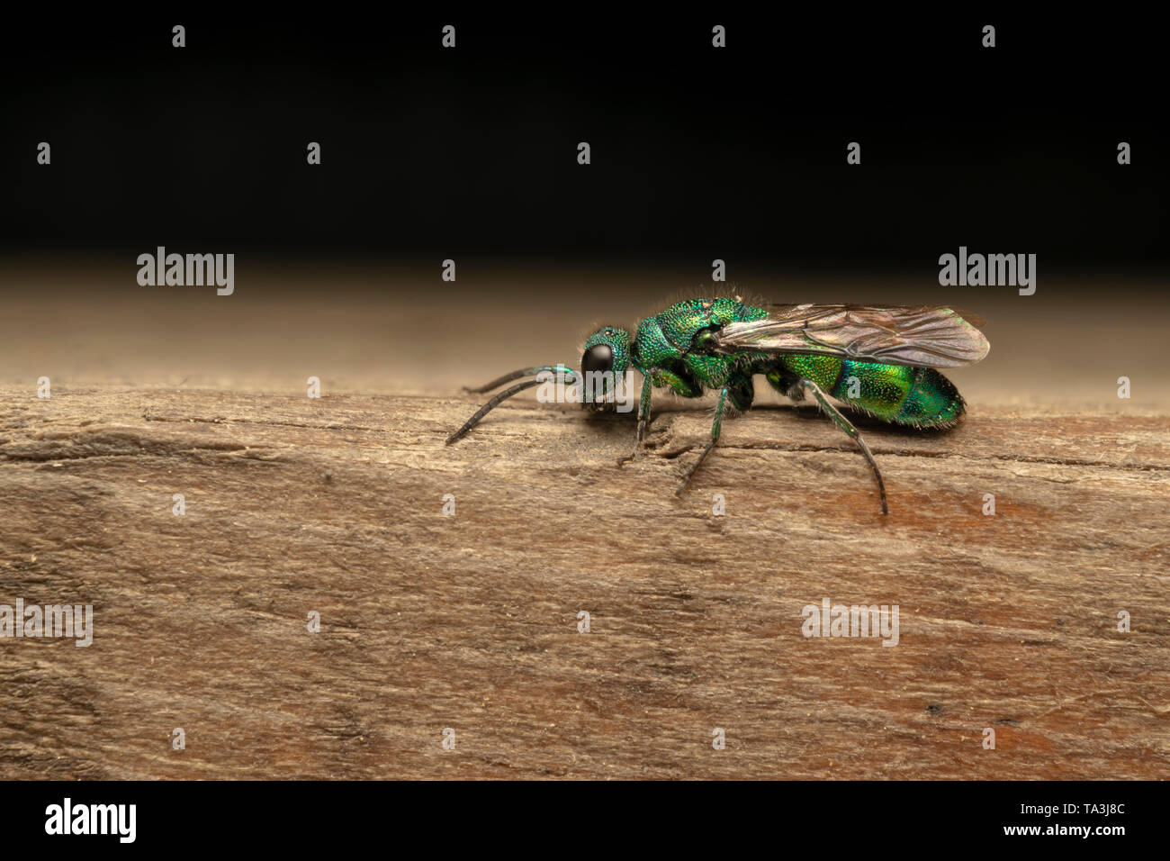 Chrysididae hi-res stock photography and images - Alamy