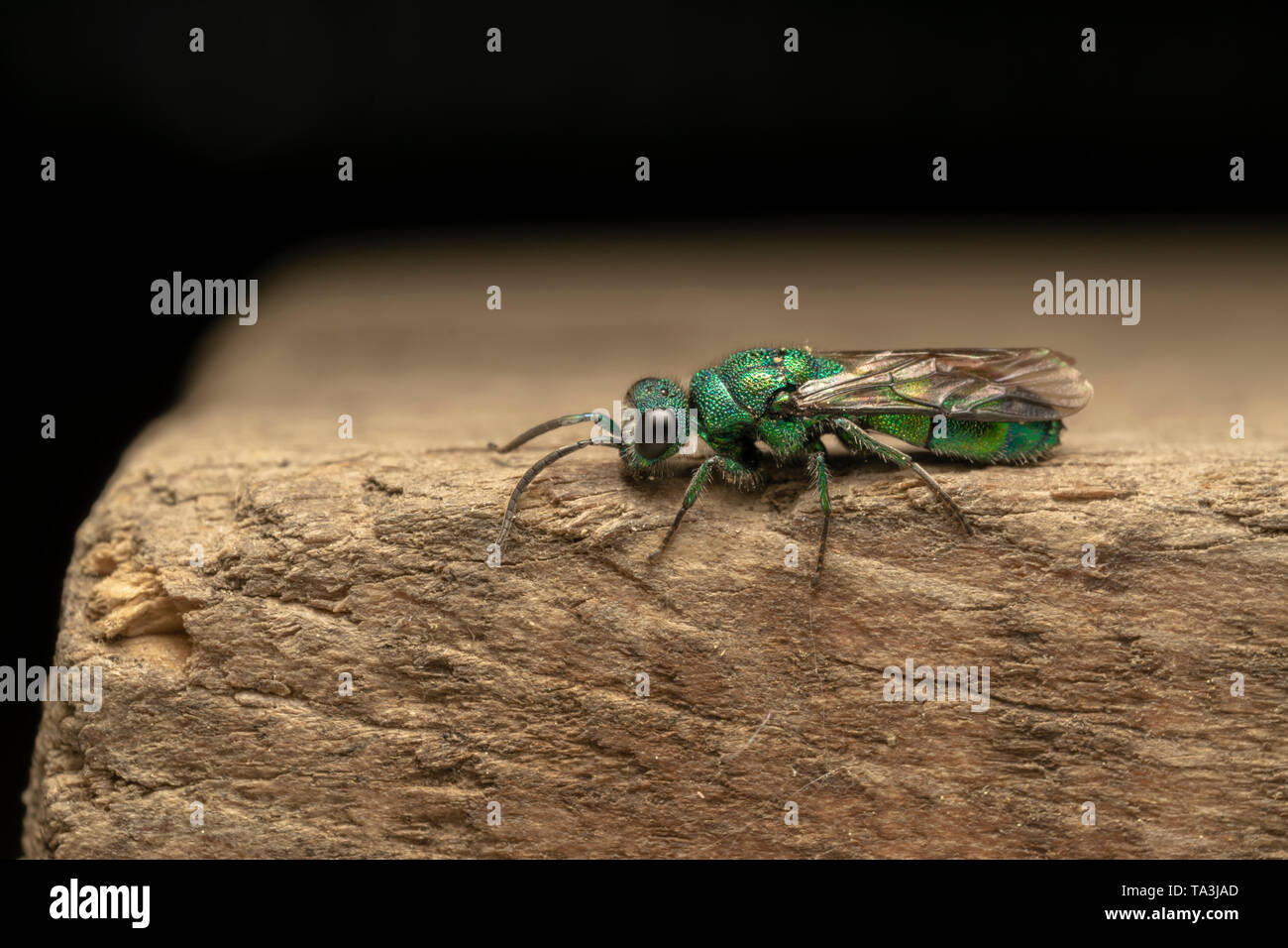 Chrysidoidea hi-res stock photography and images - Alamy