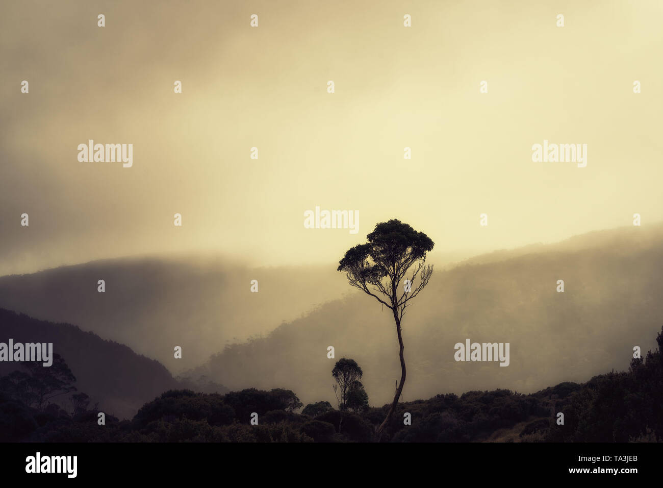 Cradle in tree hi-res stock photography and images - Alamy