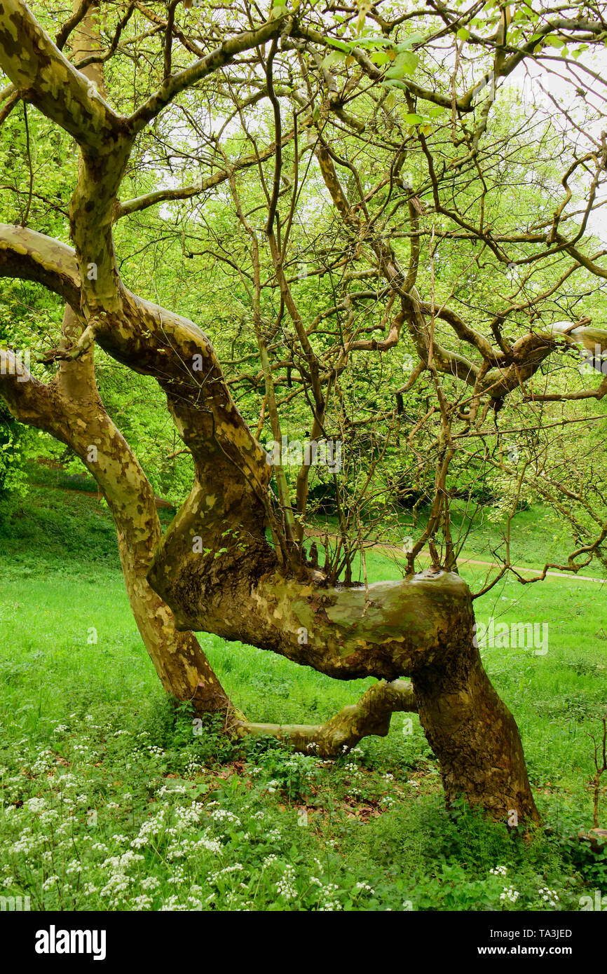 Old trees growing in unique shapes here in the New Forest National Park ...