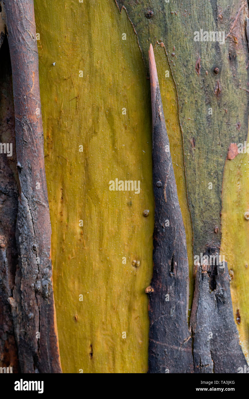 Snowgum hi-res stock photography and images - Alamy