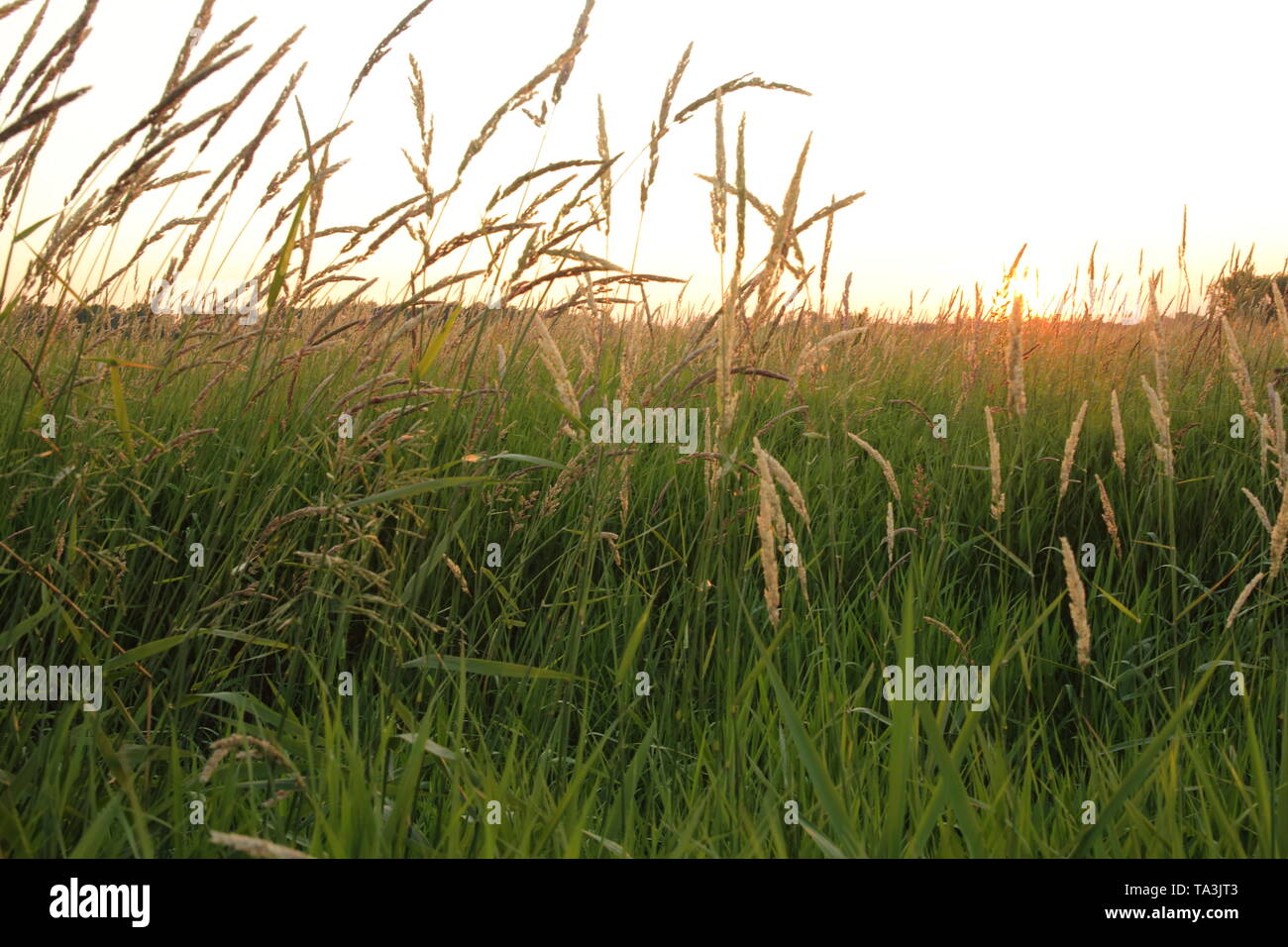 Back lit field of long grass Stock Photo - Alamy