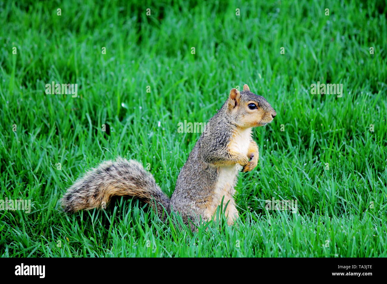 Frightened squirrel hi-res stock photography and images - Alamy