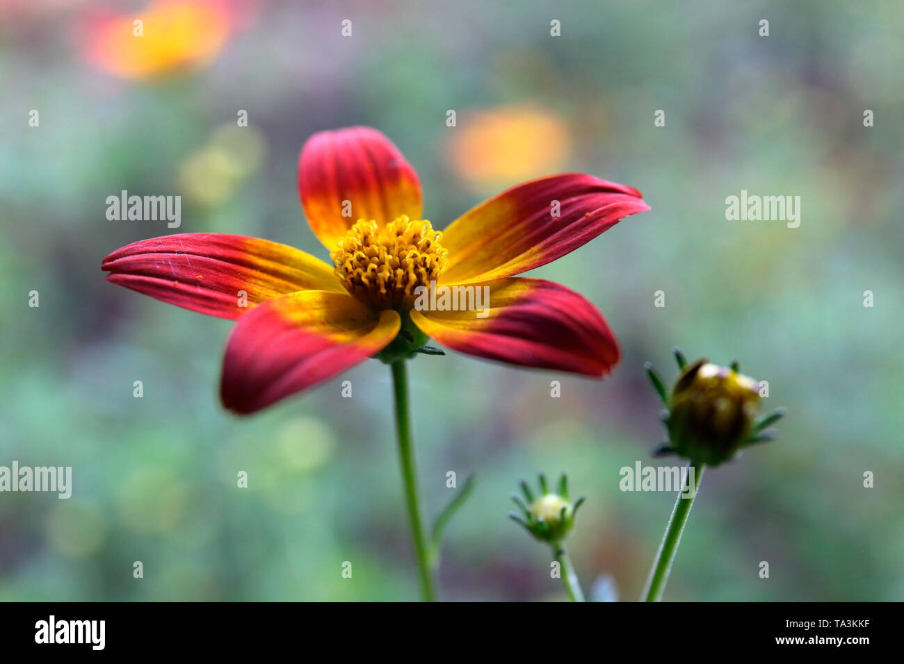 Bright yellow tips hi-res stock photography and images - Alamy