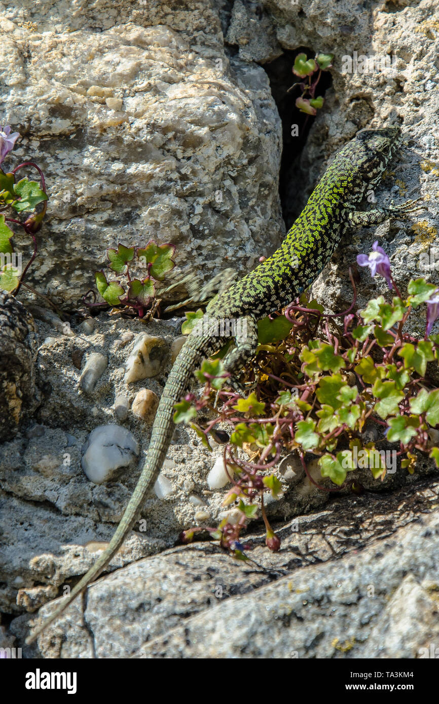 City of Three Rivers - One of the most beautiful cities in Germany, Passau is situated at the ...