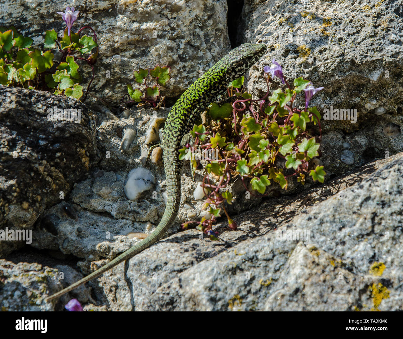 Passau lizard at a wall near schaiblingsturm hi-res stock photography and images - Alamy