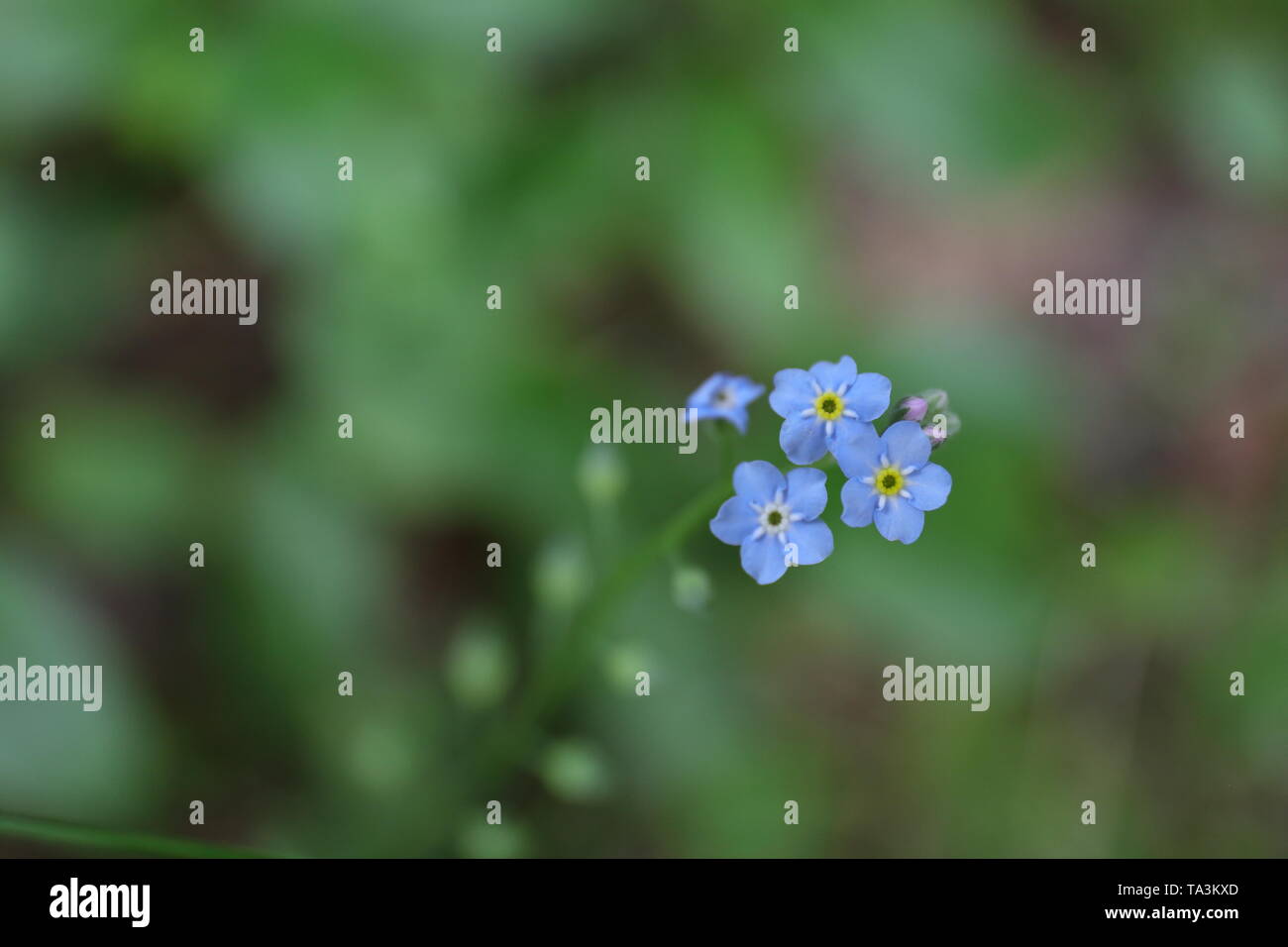 Macro shot of a cluster of blue flowers Stock Photo - Alamy